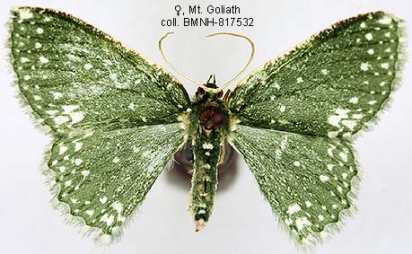 Papua Insects Foundation (Lepidoptera/Geometridae(Geometrinae ...